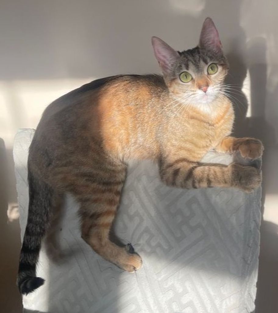 Pet FBI Report ID #745771 for a LOST CAT | Pet FBI Pets Found By Internet