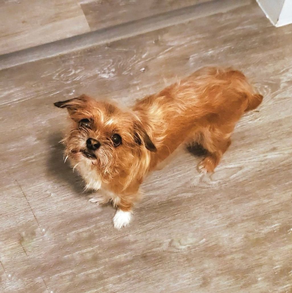 Pet FBI Report ID #745908 for a LOST DOG | Pet FBI Pets Found By Internet