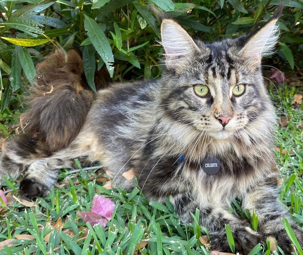 Pet FBI Report ID #746230 for a LOST CAT | Pet FBI Pets Found By Internet