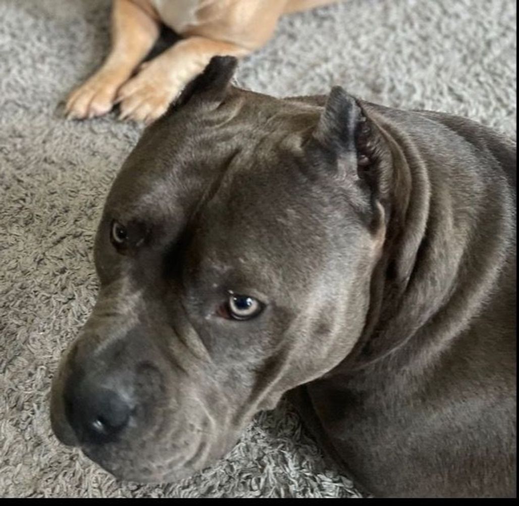 Pet FBI Report ID #747122 for a LOST DOG | Pet FBI Pets Found By Internet