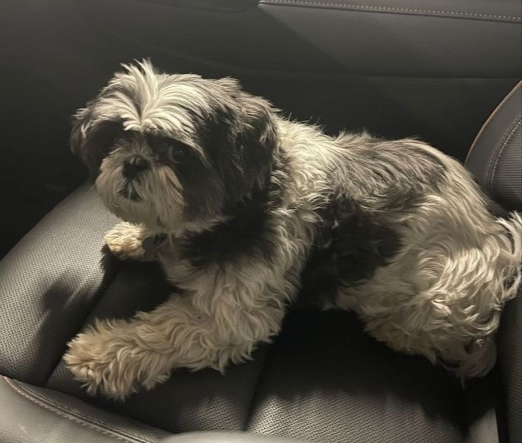 Pet FBI Report ID #747229 for a LOST DOG | Pet FBI Pets Found By Internet