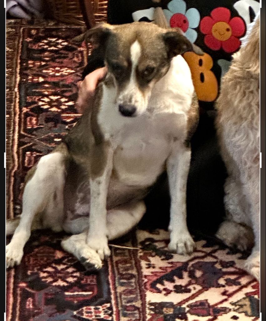 Pet FBI Report ID #747299 for a LOST DOG | Pet FBI Pets Found By Internet