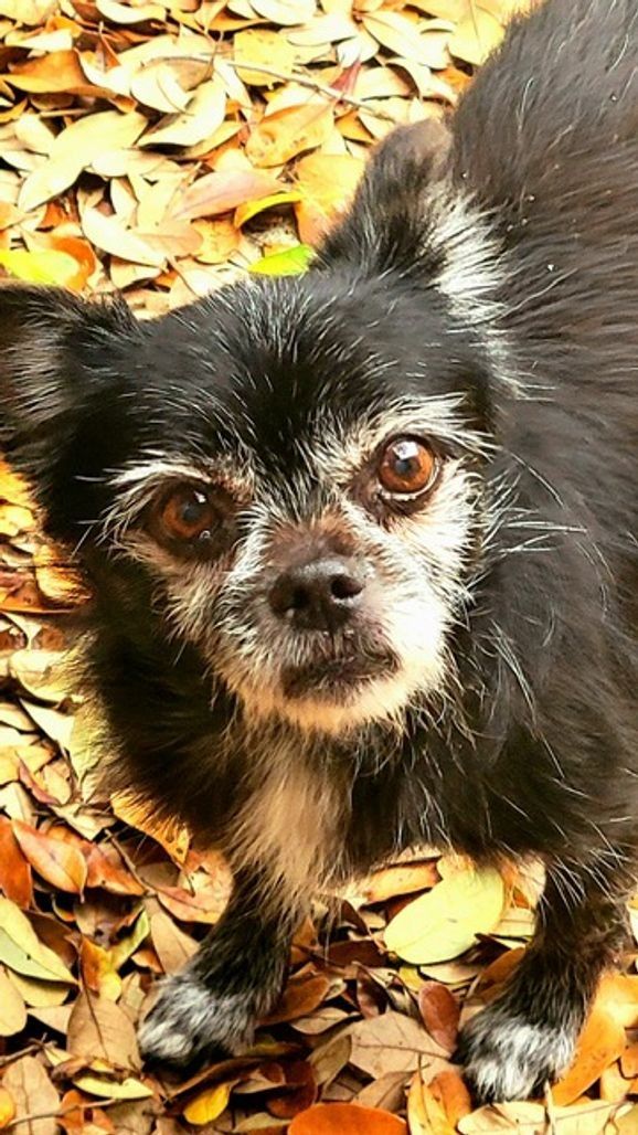 Pet FBI Report ID #747940 for a LOST DOG | Pet FBI Pets Found By Internet
