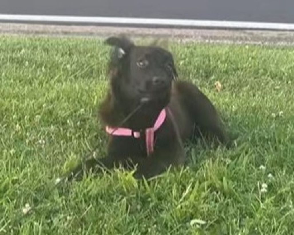 Pet FBI Report ID #748448 for a LOST DOG | Pet FBI Pets Found By Internet