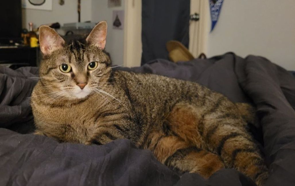 Pet FBI Report ID #748825 for a LOST CAT | Pet FBI Pets Found By Internet