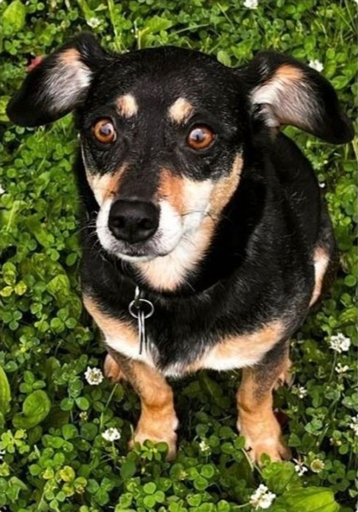 Pet FBI Report ID #749582 for a LOST DOG | Pet FBI Pets Found By Internet
