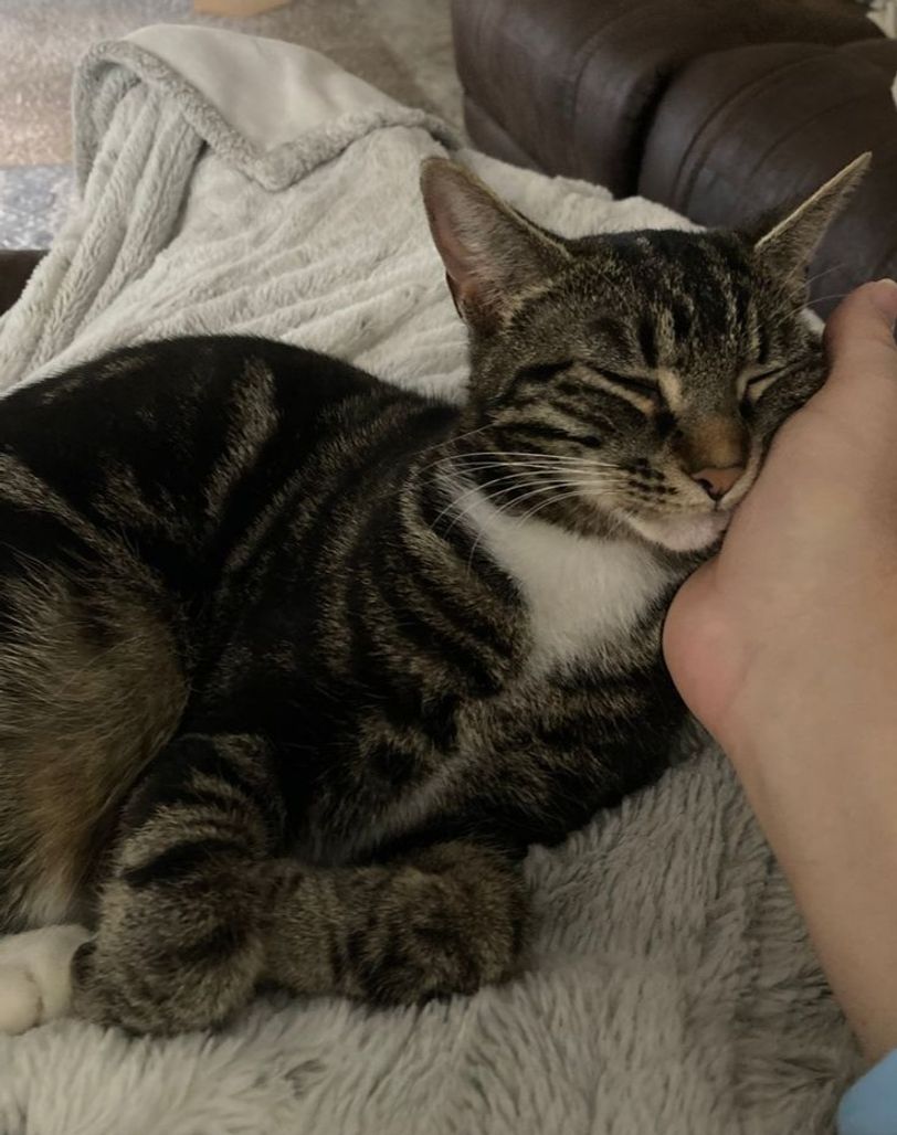 Pet FBI Report ID #750087 for a LOST CAT | Pet FBI Pets Found By Internet