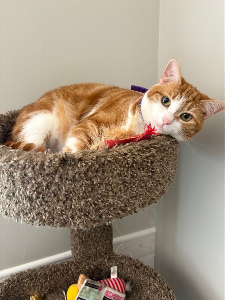 Pet FBI Report ID #750455 for a LOST CAT | Pet FBI Pets Found By Internet
