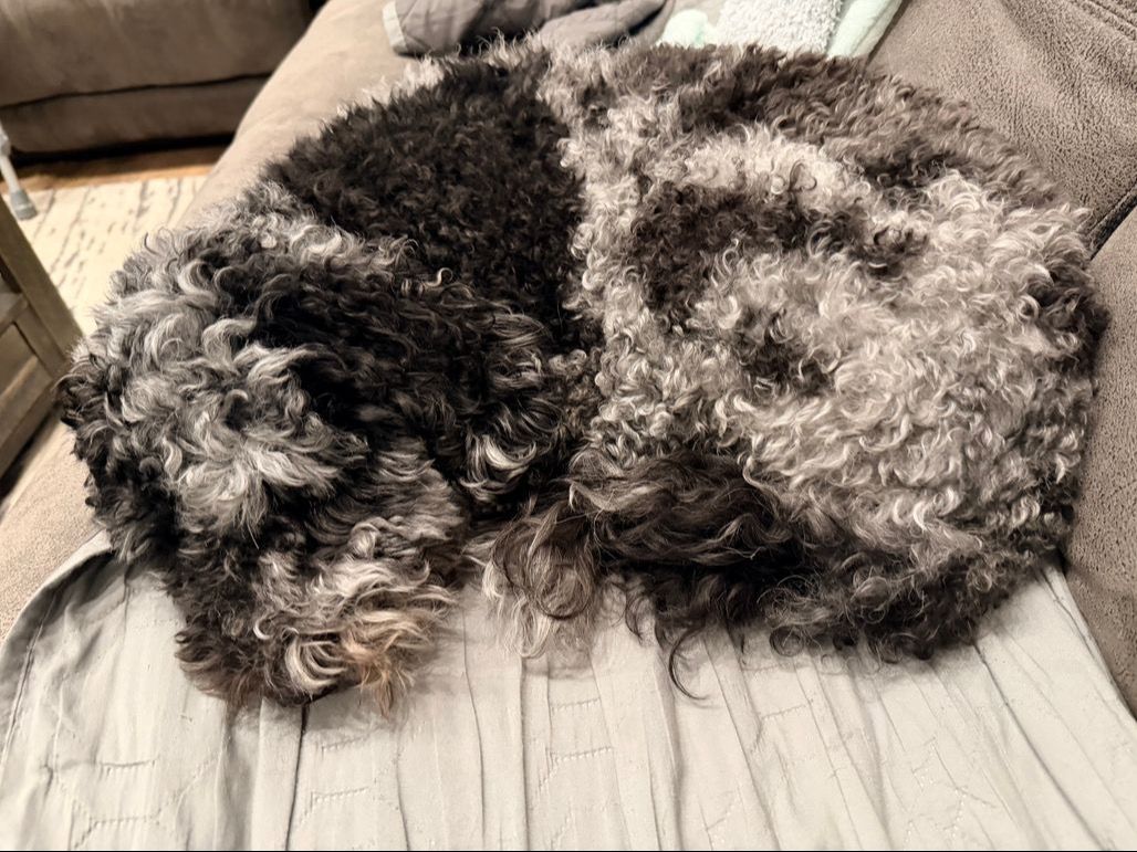 Pet FBI Report ID #750848 for a LOST DOG | Pet FBI Pets Found By Internet