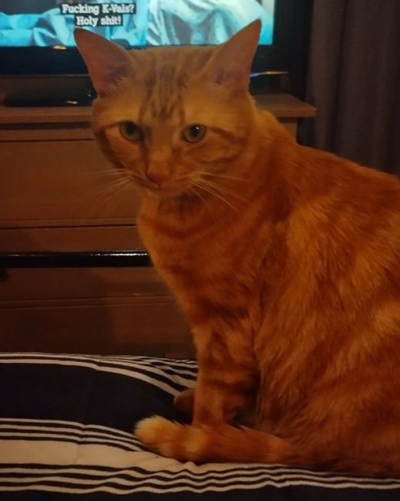 Pet FBI Report ID #751752 for a LOST CAT | Pet FBI Pets Found By Internet