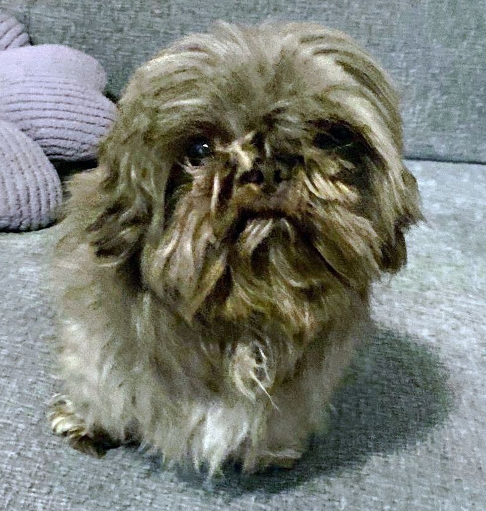 Pet FBI Report ID #752705 for a LOST DOG | Pet FBI Pets Found By Internet