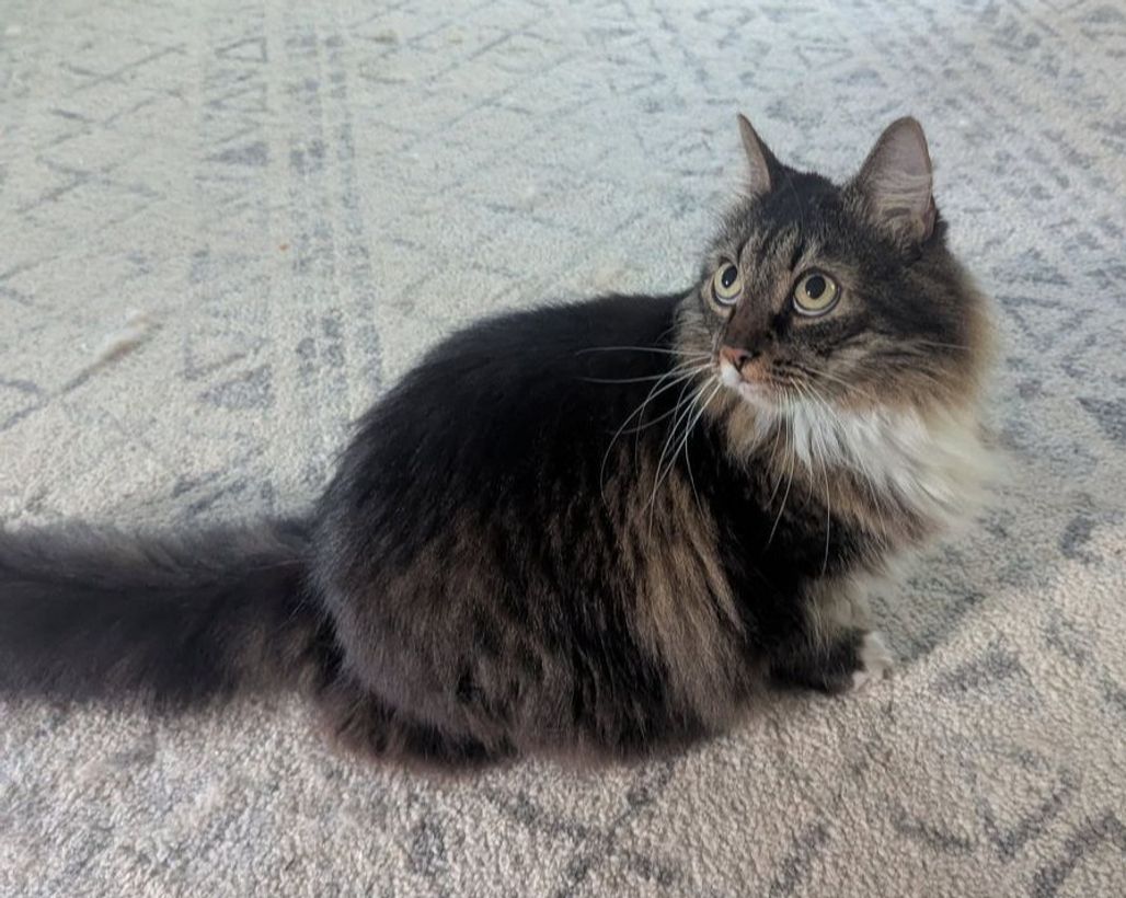 Pet FBI Report ID #754267 for a LOST CAT | Pet FBI Pets Found By Internet