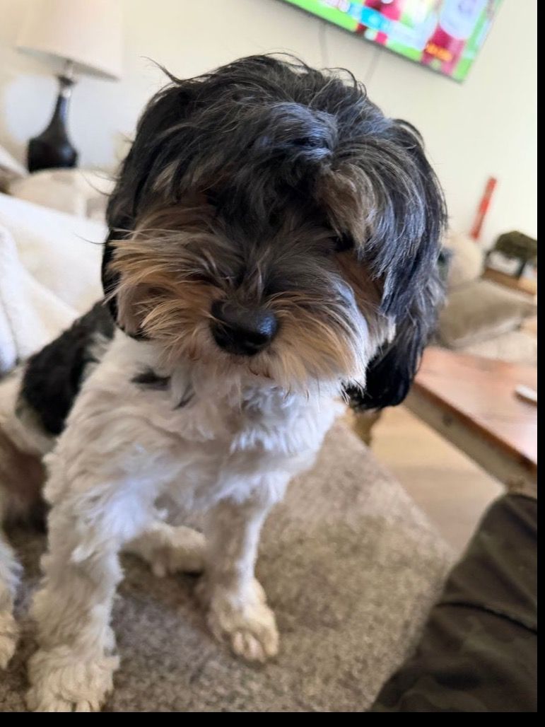 Pet FBI Report ID #757785 for a LOST DOG | Pet FBI Pets Found By Internet