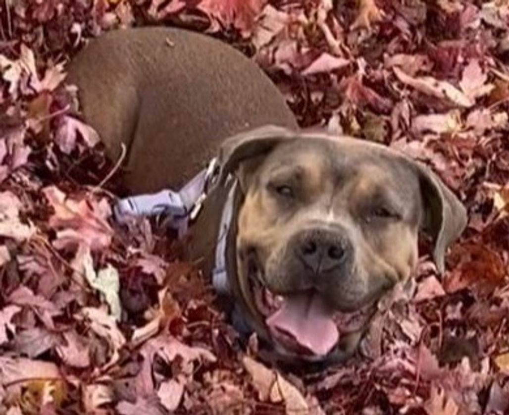 Pet FBI Report ID #758852 for a LOST DOG | Pet FBI Pets Found By Internet