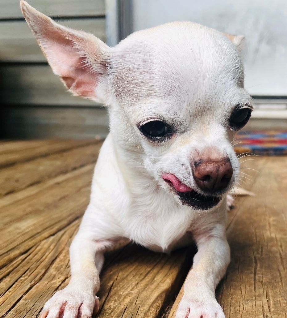 Pet FBI Report ID #759118 for a LOST DOG | Pet FBI Pets Found By Internet