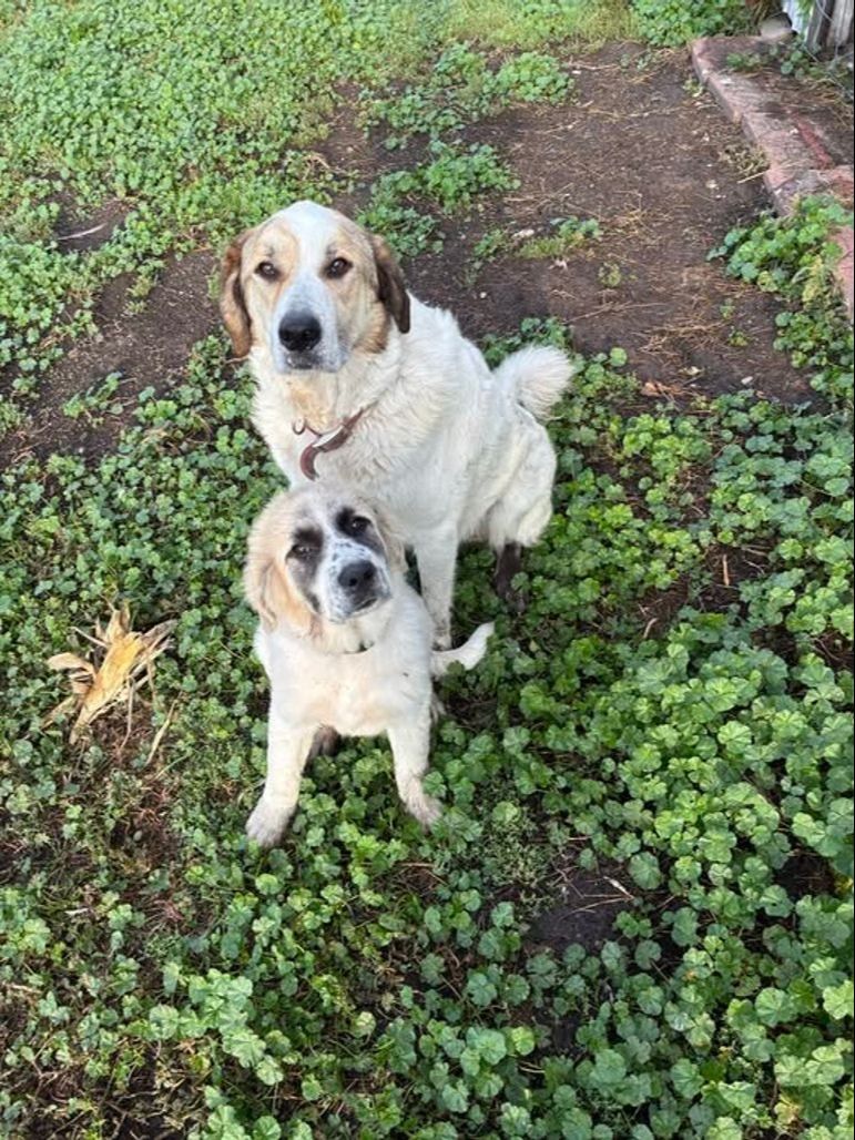 Pet FBI Report ID #759200 for a LOST DOG | Pet FBI Pets Found By Internet