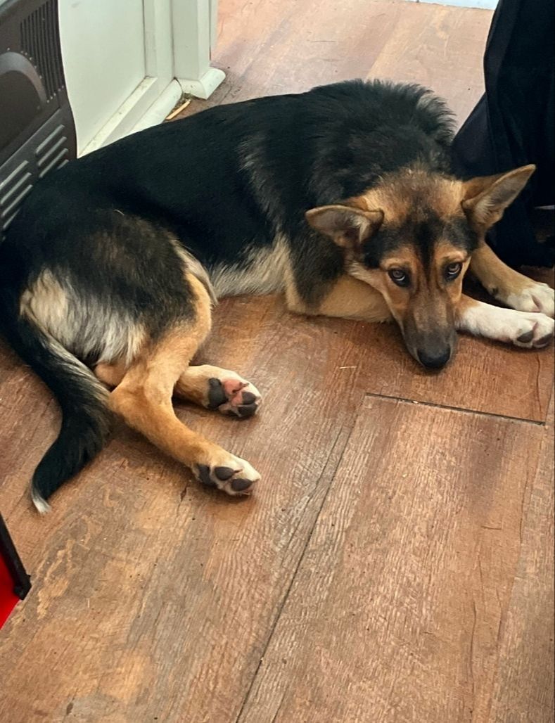 Pet FBI Report ID #759589 for a LOST DOG | Pet FBI Pets Found By Internet