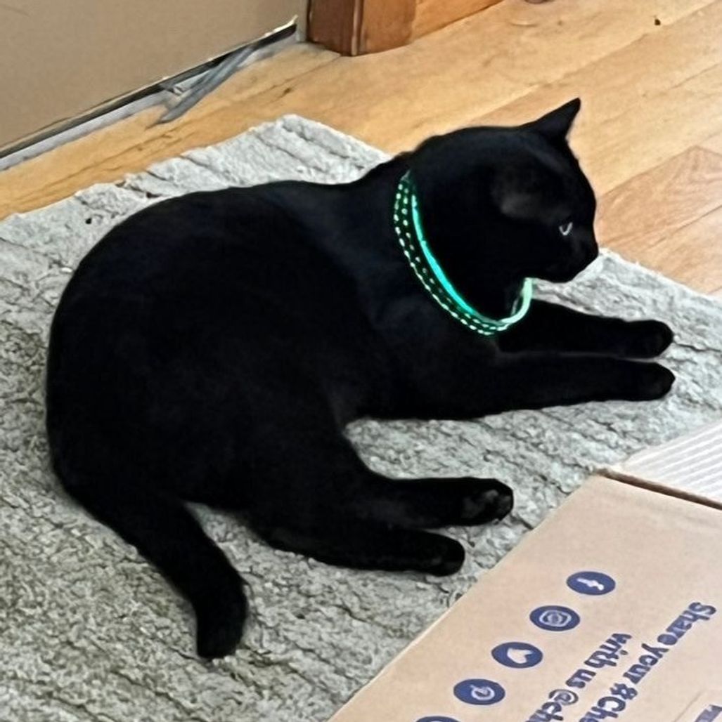 Pet FBI Report ID #759594 for a LOST CAT | Pet FBI Pets Found By Internet