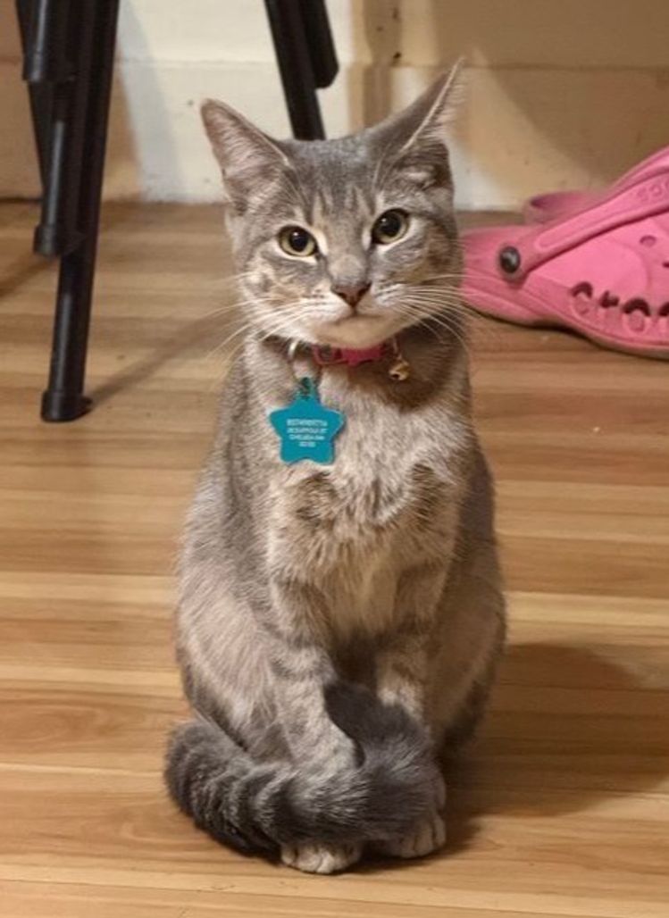 Pet FBI Report ID #760707 for a LOST CAT | Pet FBI Pets Found By Internet
