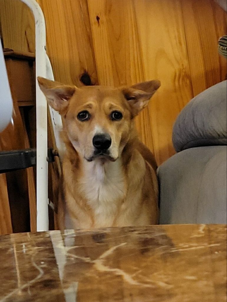 Pet FBI Report ID #762082 for a LOST DOG | Pet FBI Pets Found By Internet