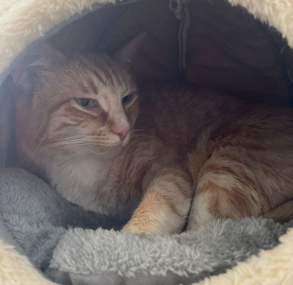 Pet FBI Report ID #762938 for a LOST CAT | Pet FBI Pets Found By Internet