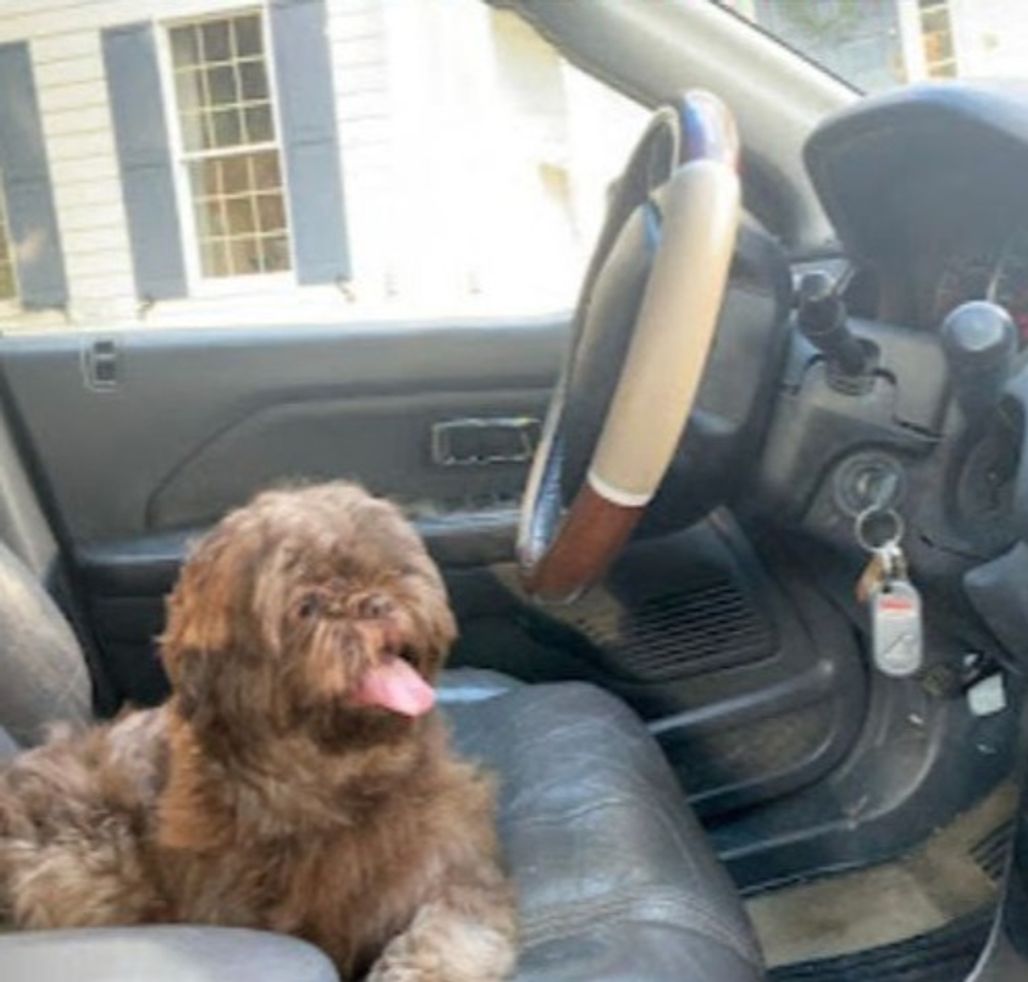 Pet FBI Report ID #763857 for a LOST DOG | Pet FBI Pets Found By Internet