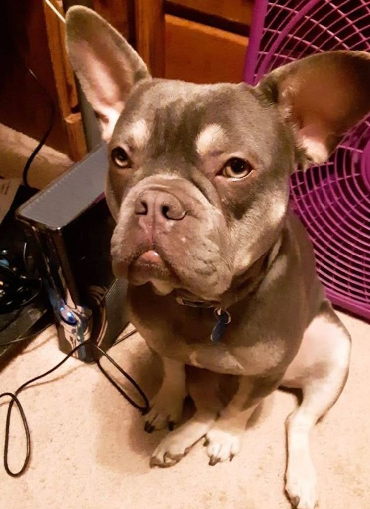 Pet FBI Report ID #764063 for a LOST DOG | Pet FBI Pets Found By Internet
