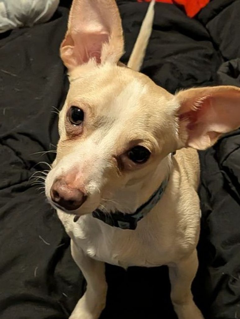 Pet FBI Report ID #764799 for a LOST DOG | Pet FBI Pets Found By Internet