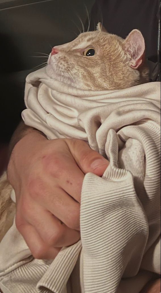 Pet FBI Report ID #765958 for a LOST CAT | Pet FBI Pets Found By Internet
