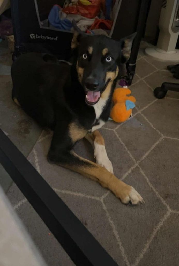 Pet FBI Report ID #766572 for a LOST DOG | Pet FBI Pets Found By Internet