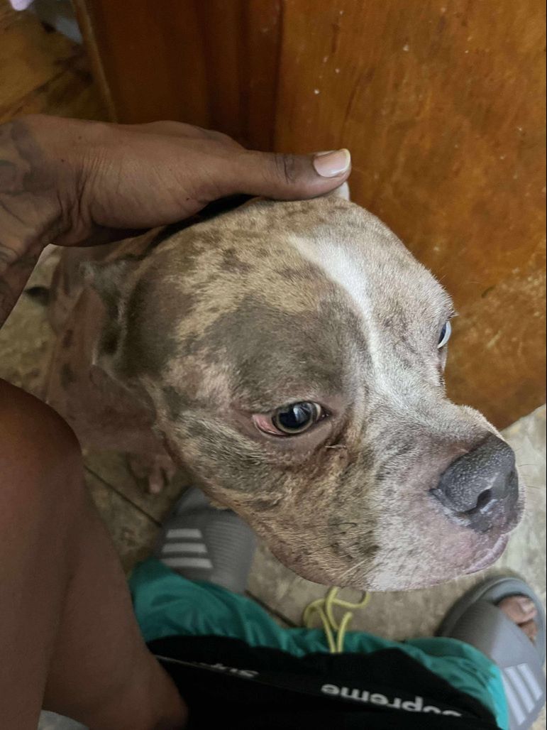 Pet FBI Report ID #768993 for a LOST DOG | Pet FBI Pets Found By Internet
