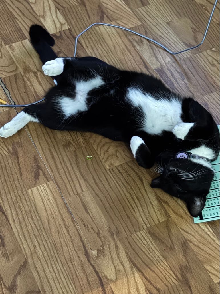 Pet FBI Report ID #769806 for a LOST CAT | Pet FBI Pets Found By Internet