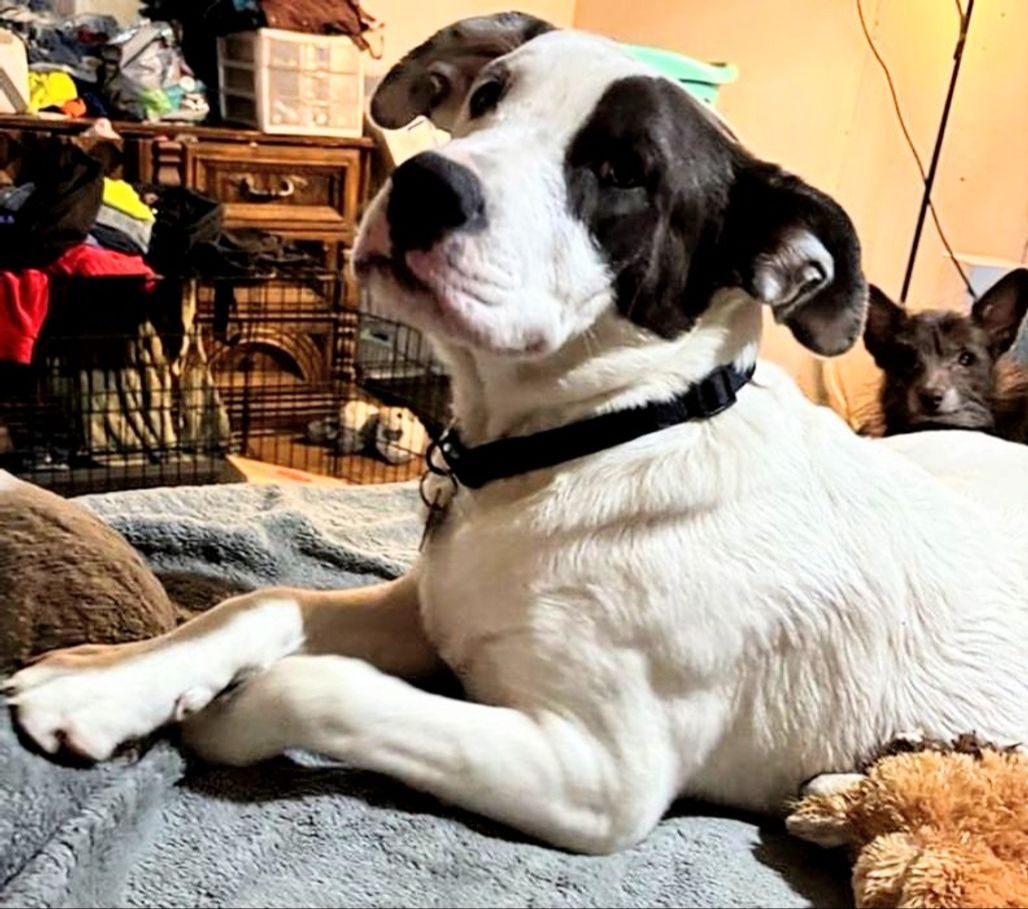Pet FBI Report ID #770772 for a LOST DOG | Pet FBI Pets Found By Internet