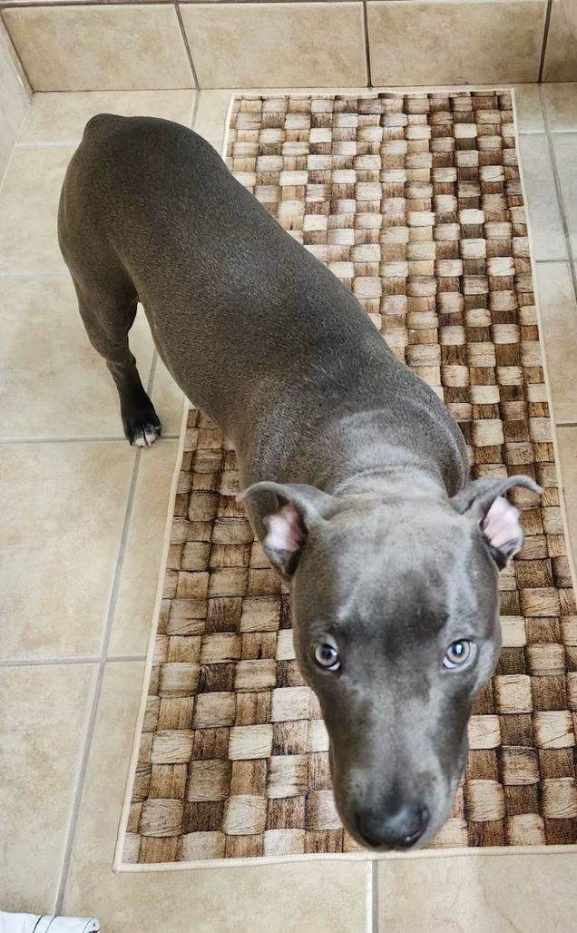 Pet FBI Report ID #772413 for a LOST DOG | Pet FBI Pets Found By Internet