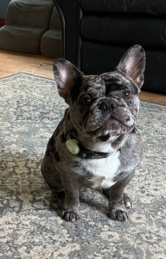 Pet FBI Report ID #773300 for a LOST DOG | Pet FBI Pets Found By Internet