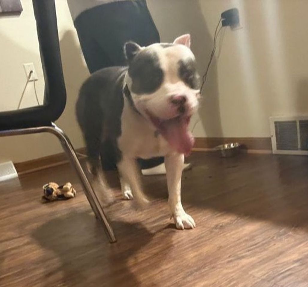 Pet FBI Report ID #773968 for a LOST DOG | Pet FBI Pets Found By Internet