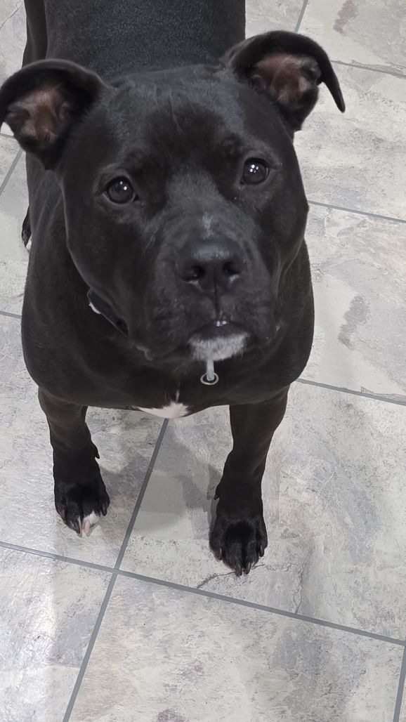 Pet FBI Report ID #774579 for a LOST DOG | Pet FBI Pets Found By Internet