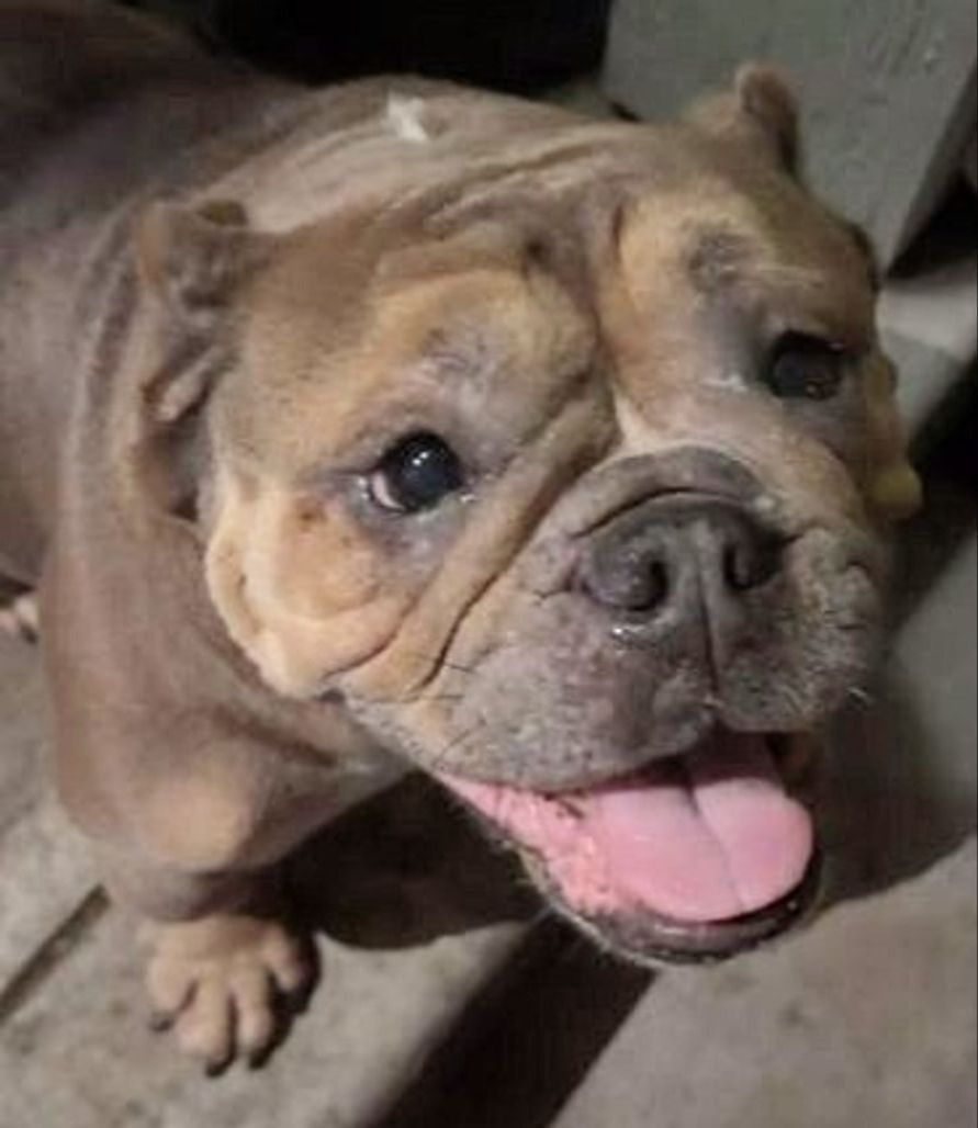 Pet FBI Report ID #775666 for a FOUND DOG | Pet FBI Pets Found By Internet
