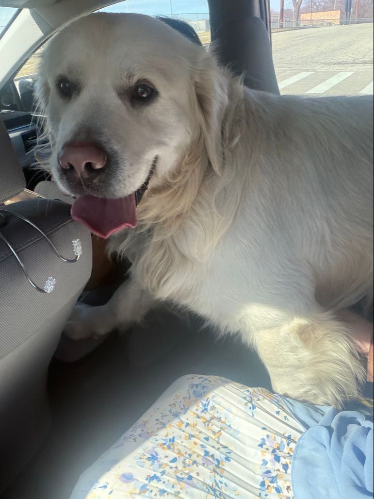 Pet FBI Report ID #776021 for a FOUND DOG | Pet FBI Pets Found By Internet