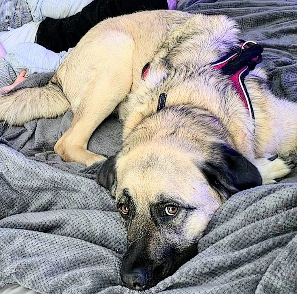 Pet FBI Report ID #776025 for a LOST DOG | Pet FBI Pets Found By Internet