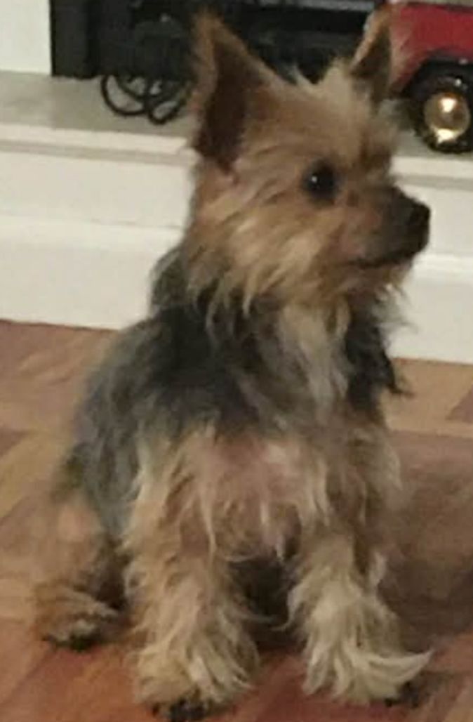 Pet FBI Report ID #776451 for a LOST DOG | Pet FBI Pets Found By Internet
