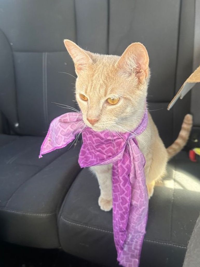 Pet FBI Report ID #776652 for a LOST CAT | Pet FBI Pets Found By Internet