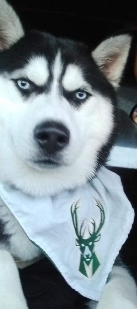 Pet FBI Report ID #777062 for a LOST DOG | Pet FBI Pets Found By Internet