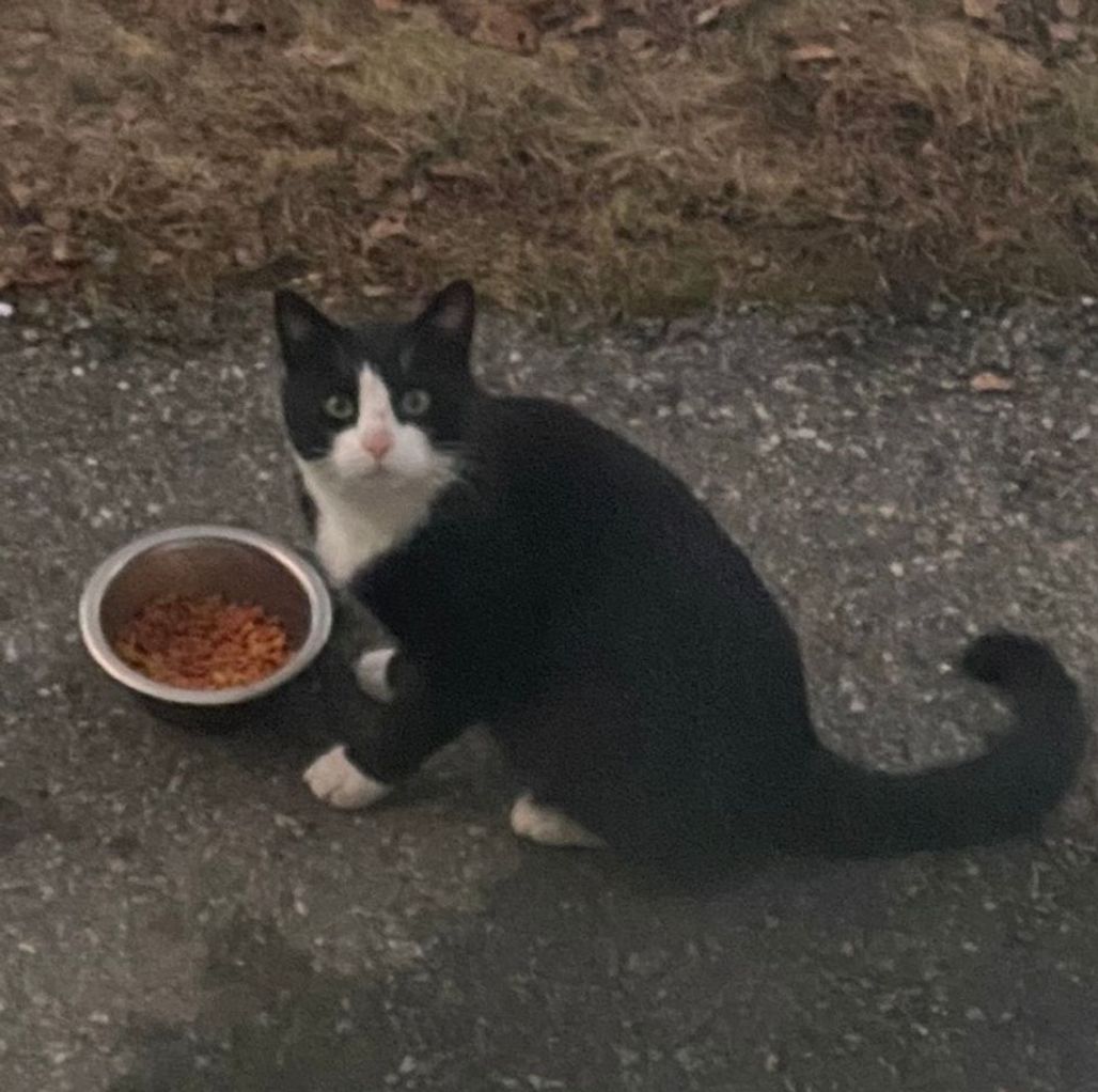 Pet FBI Report ID #778195 for a FOUND CAT | Pet FBI Pets Found By Internet
