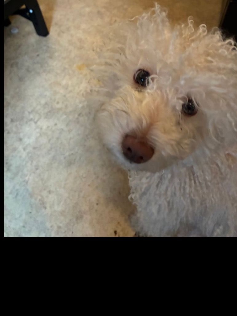Pet FBI Report ID #778617 for a LOST DOG | Pet FBI Pets Found By Internet