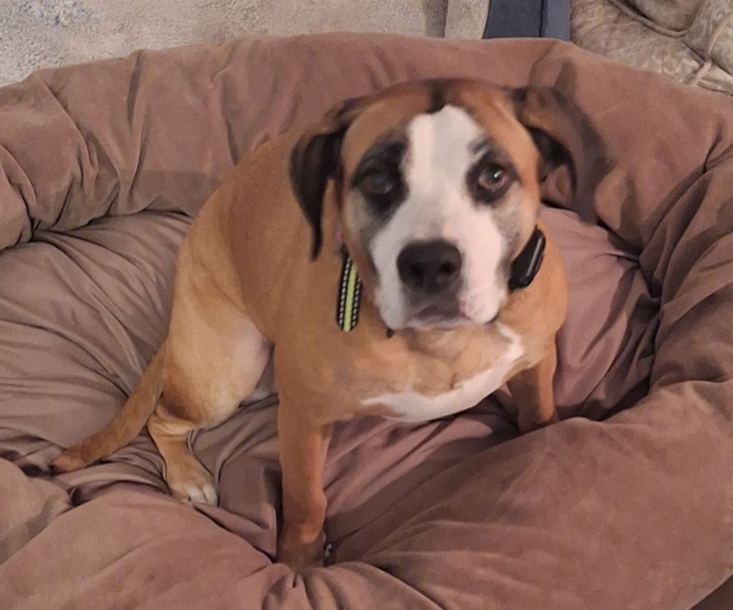 Pet FBI Report ID #778645 for a LOST DOG | Pet FBI Pets Found By Internet