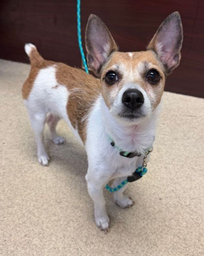 Pet FBI Report ID #778655 for a FOUND DOG | Pet FBI Pets Found By Internet