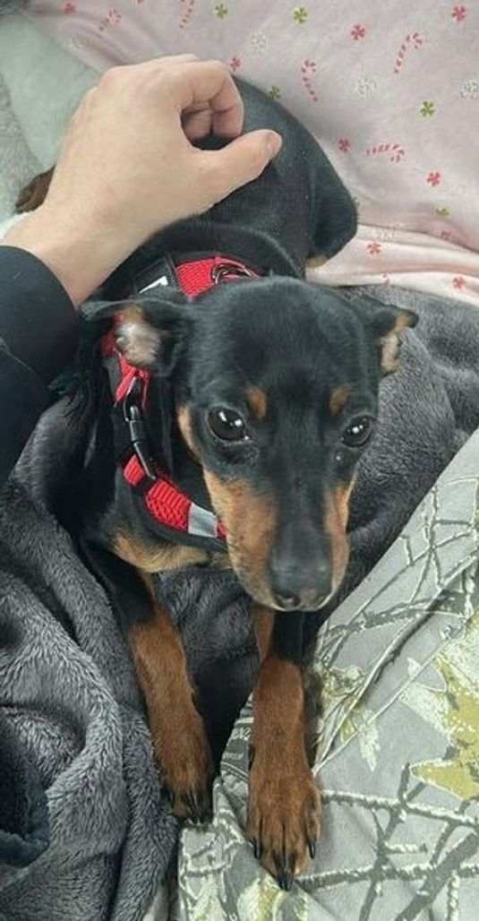 Pet FBI Report ID #778960 for a LOST DOG | Pet FBI Pets Found By Internet