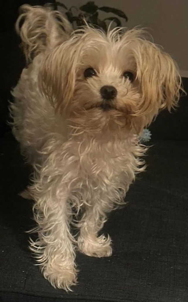 Pet FBI Report ID #779028 for a LOST DOG | Pet FBI Pets Found By Internet