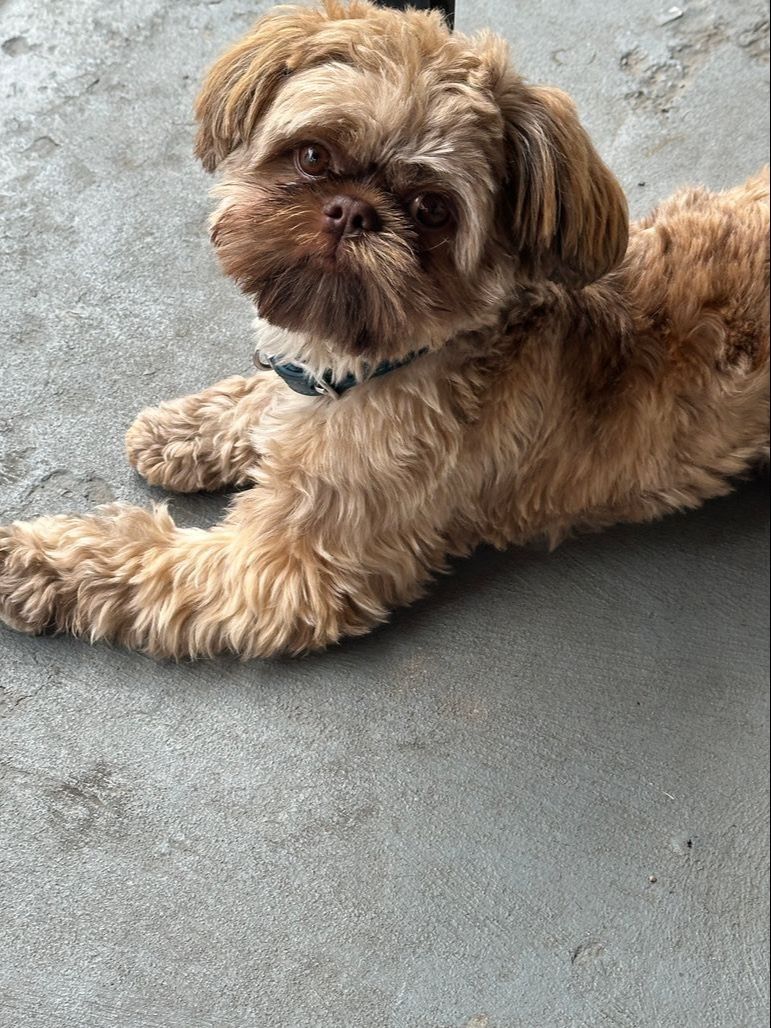 Pet FBI Report ID #779264 for a LOST DOG | Pet FBI Pets Found By Internet